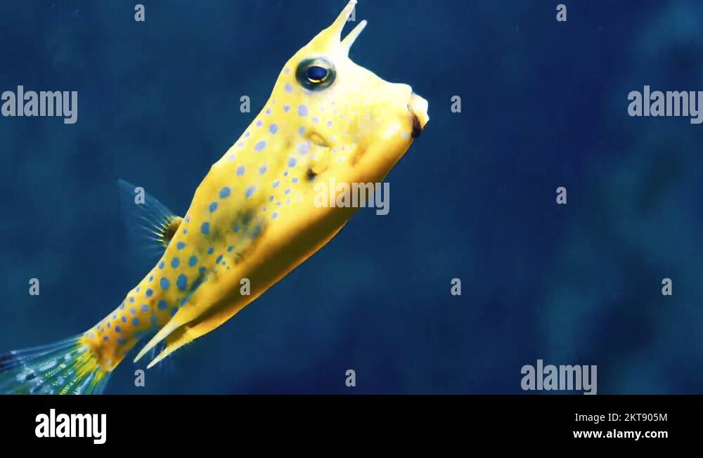 Cow fish Stock Videos & Footage - HD and 4K Video Clips - Alamy