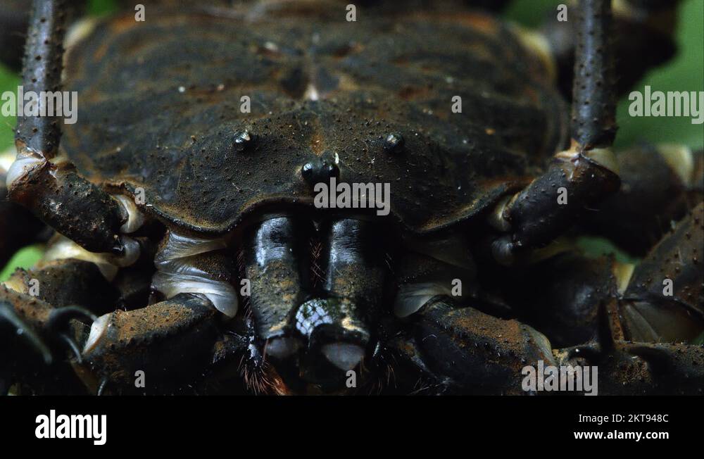 Whip spider or tailess whip scorpion Stock Videos & Footage - HD and 4K ...