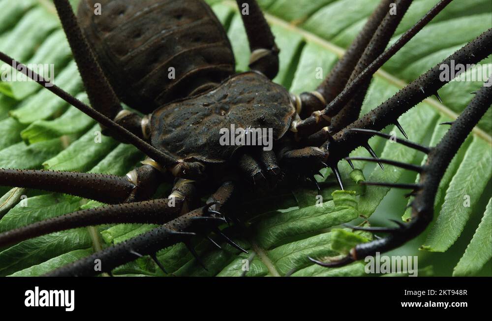 Spider fern Stock Videos & Footage - HD and 4K Video Clips - Alamy