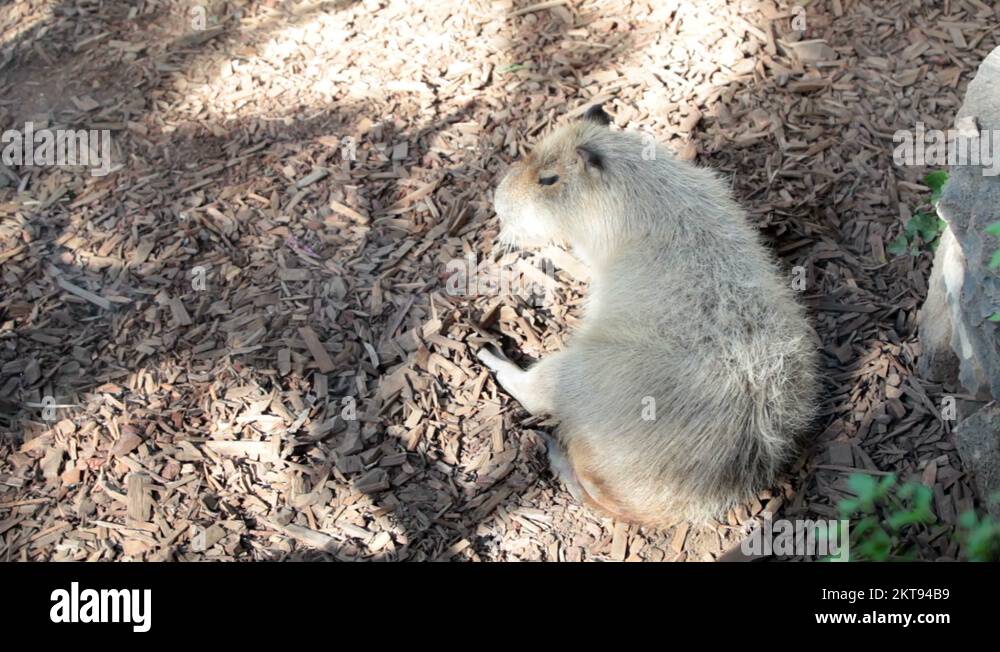 Capybara large rodent Stock Videos & Footage - HD and 4K Video Clips ...