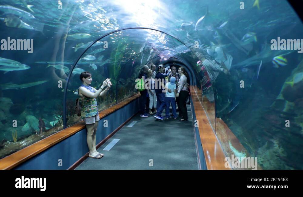 Loro parque aquarium Stock Videos & Footage - HD and 4K Video Clips - Alamy