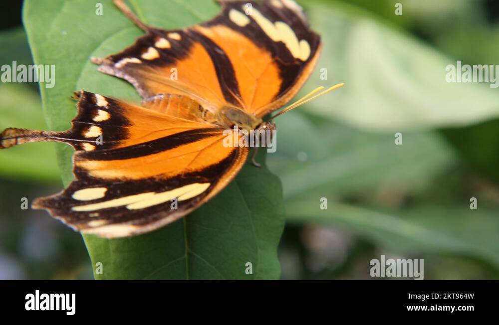 Butterfly compound eyes Stock Videos & Footage - HD and 4K Video Clips ...
