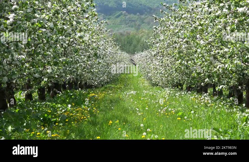 Flower blossom petals falling Stock Videos & Footage - HD and 4K Video ...