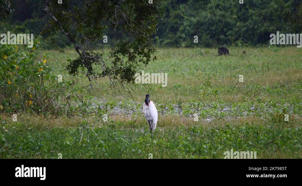 Jaburu, Tuiuiu is a bird of the brazilian Pantanal. Stork - 4K Stock ...
