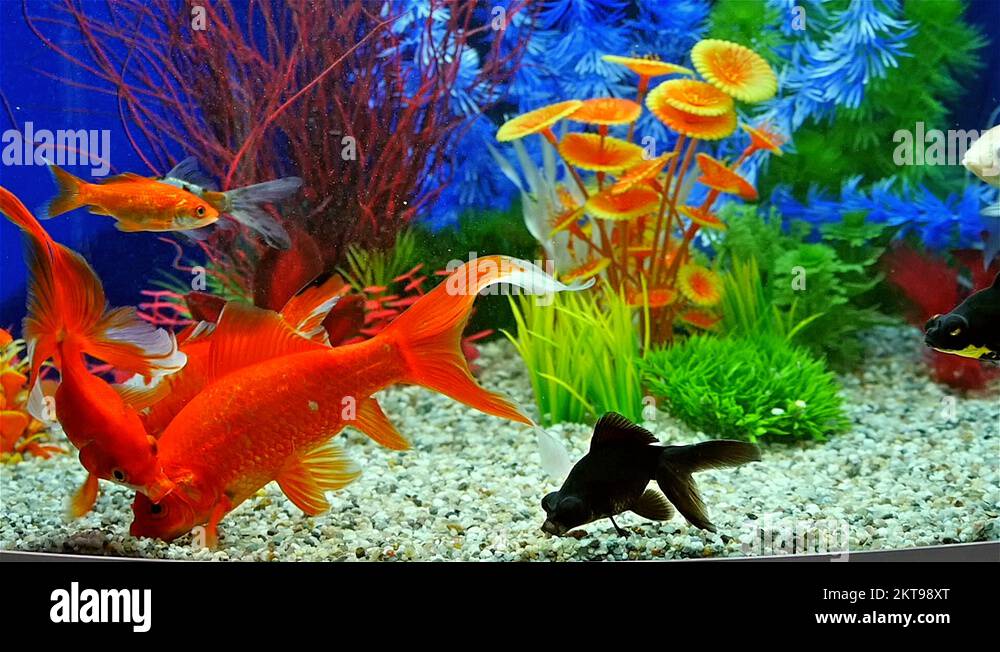 Goldfish eating fish Stock Videos & Footage - HD and 4K Video Clips - Alamy