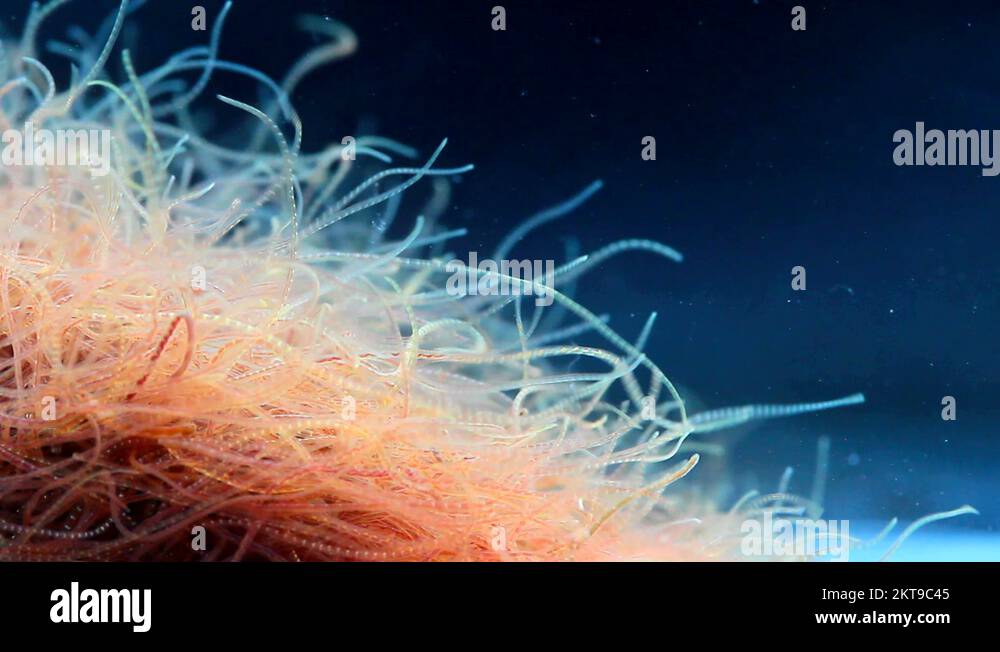 Animal earth red worms Stock Videos & Footage - HD and 4K Video Clips ...