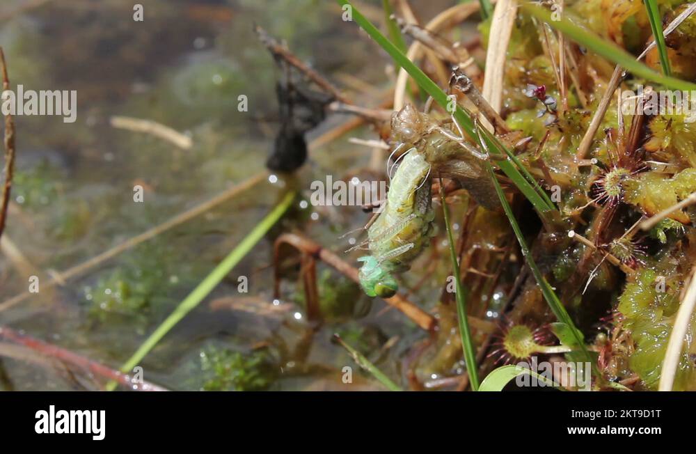 Dragonfly Emerges from It's Nymph Larvae Stock Video Footage - Alamy