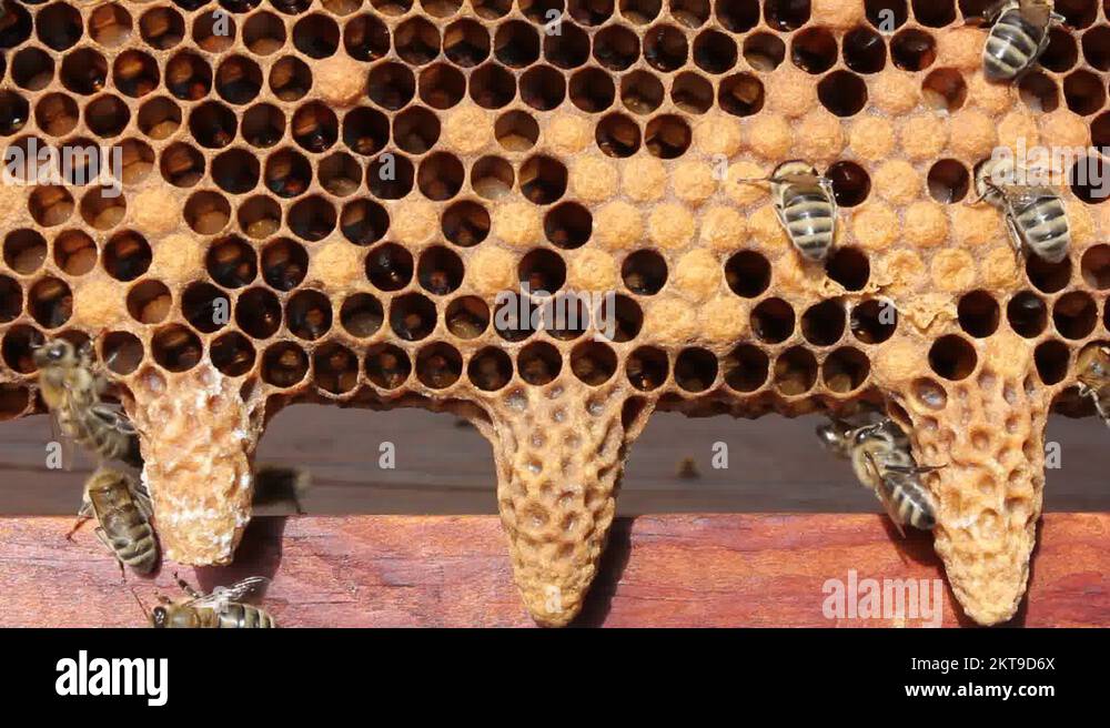 Breeding of queen bees Stock Videos & Footage - HD and 4K Video Clips ...