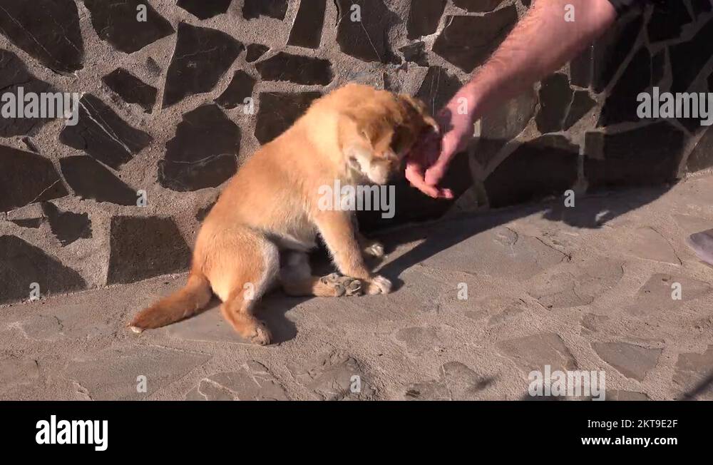 Dog biting man Stock Videos & Footage - HD and 4K Video Clips - Alamy