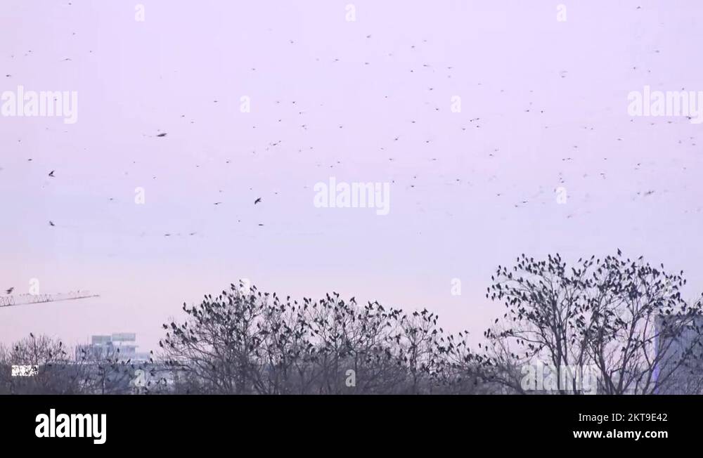 Birds in trees natural Stock Videos & Footage - HD and 4K Video Clips ...