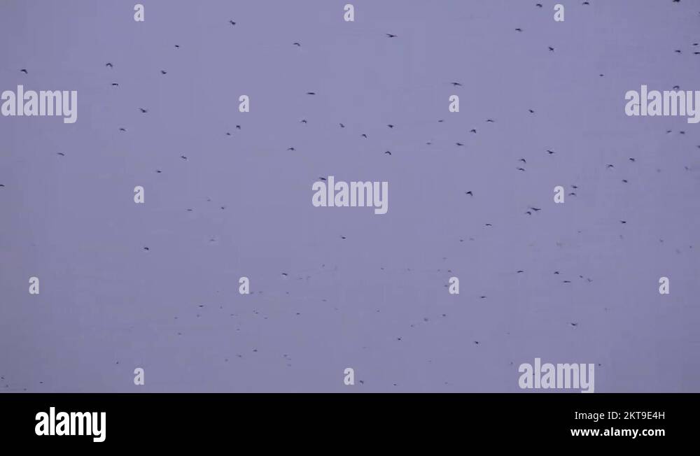 Migrating birds covering the sky, flight, black birds flying, ravens ...