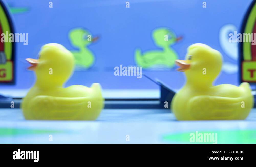 Fake ducks Stock Videos & Footage - HD and 4K Video Clips - Alamy