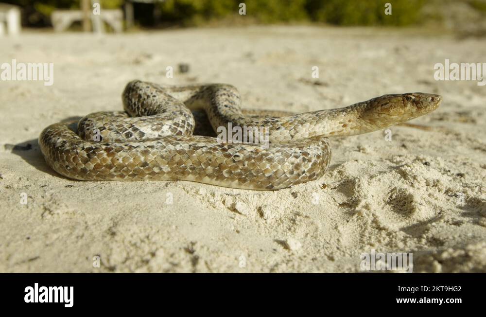 Snake on beach Stock Videos & Footage - HD and 4K Video Clips - Alamy