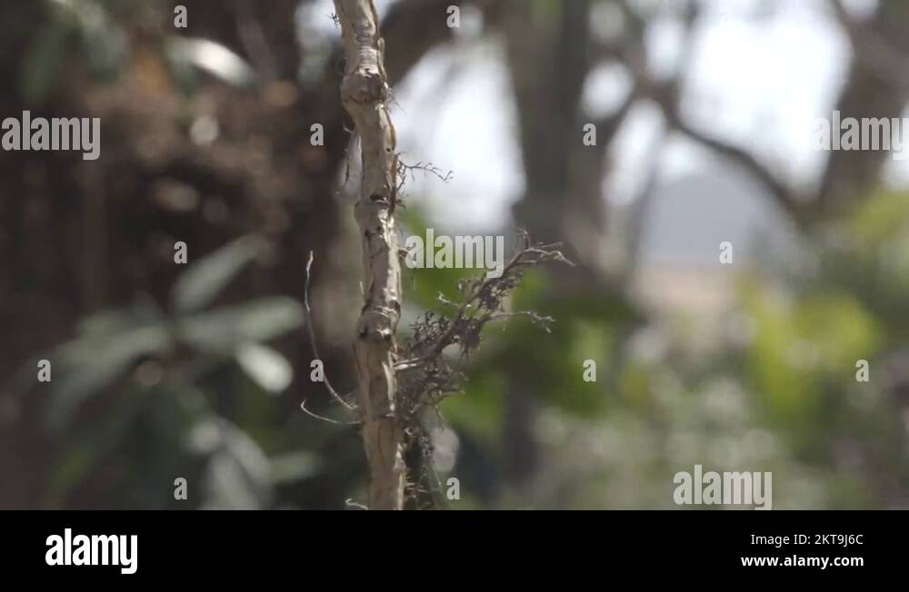 Tree vine branch texture Stock Videos & Footage - HD and 4K Video Clips ...