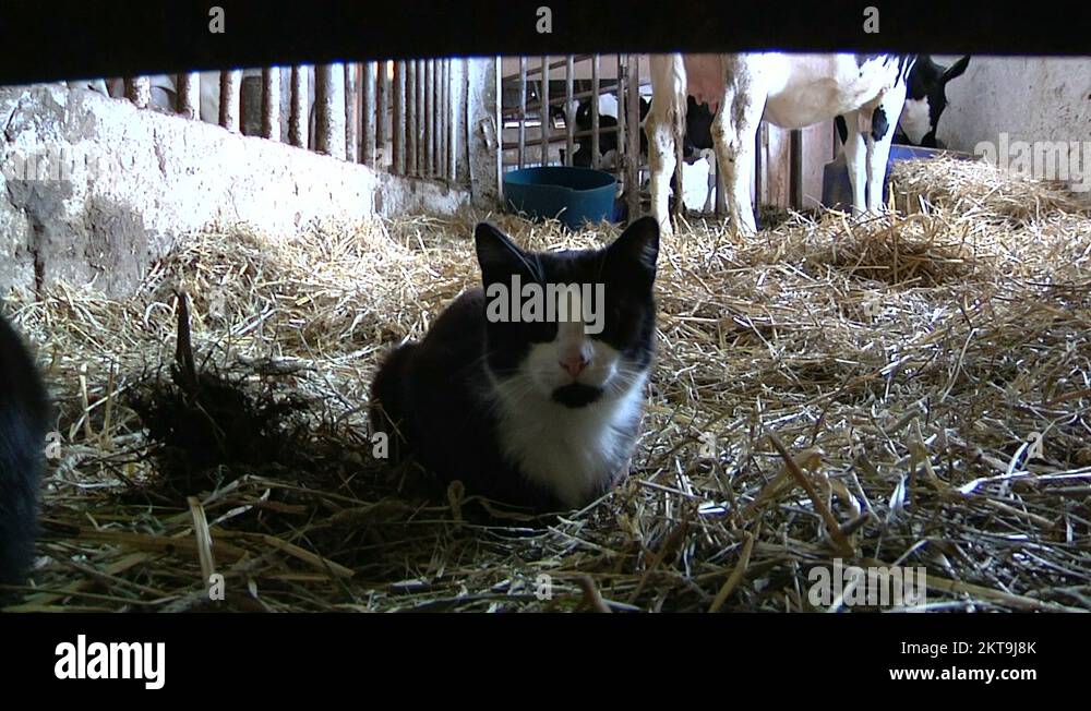 Barn farm cat Stock Videos & Footage - HD and 4K Video Clips - Alamy