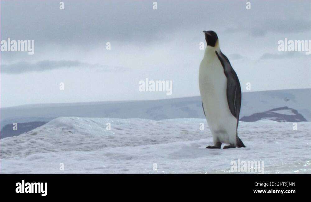 Penguin slide Stock Videos & Footage - HD and 4K Video Clips - Alamy