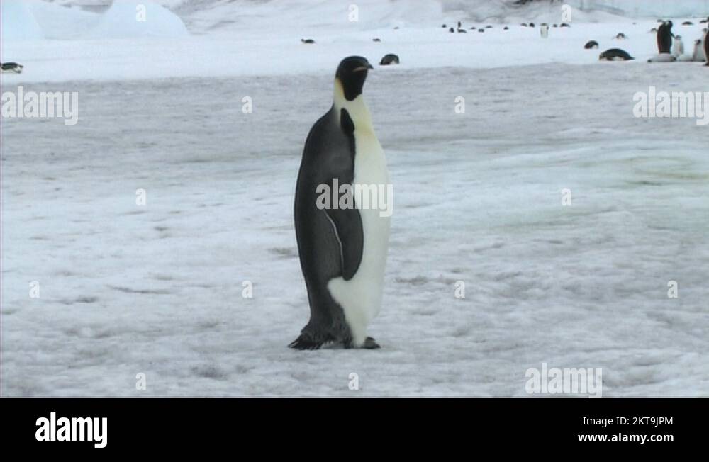 Emperor penguin standing Stock Videos & Footage - HD and 4K Video Clips ...