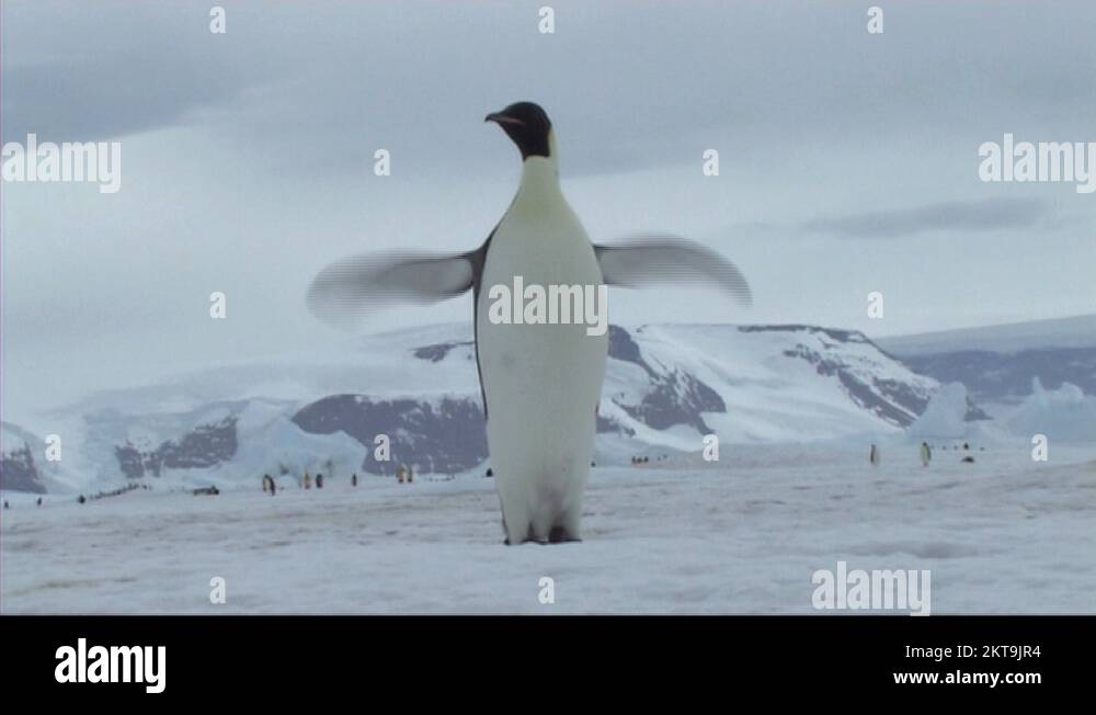 Penguin flippers Stock Videos & Footage - HD and 4K Video Clips - Alamy