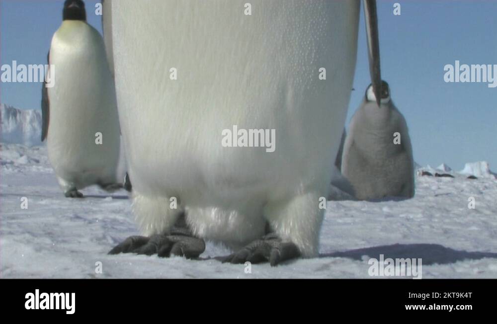 Emperor penguin head to toe Stock Video Footage - Alamy