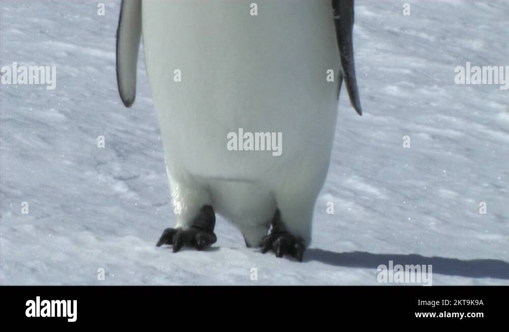 Penguin feet Stock Videos & Footage - HD and 4K Video Clips - Alamy