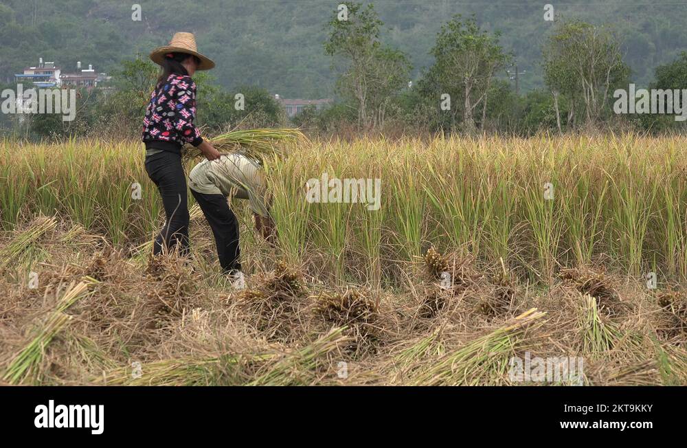 Chinese farm family Stock Videos & Footage - HD and 4K Video Clips - Alamy
