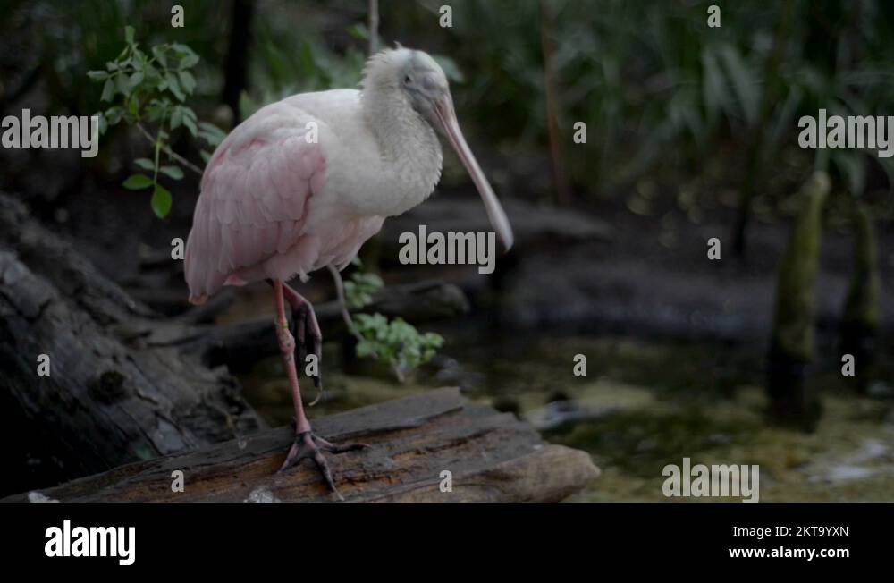 Ajaja Stock Videos & Footage - HD and 4K Video Clips - Alamy