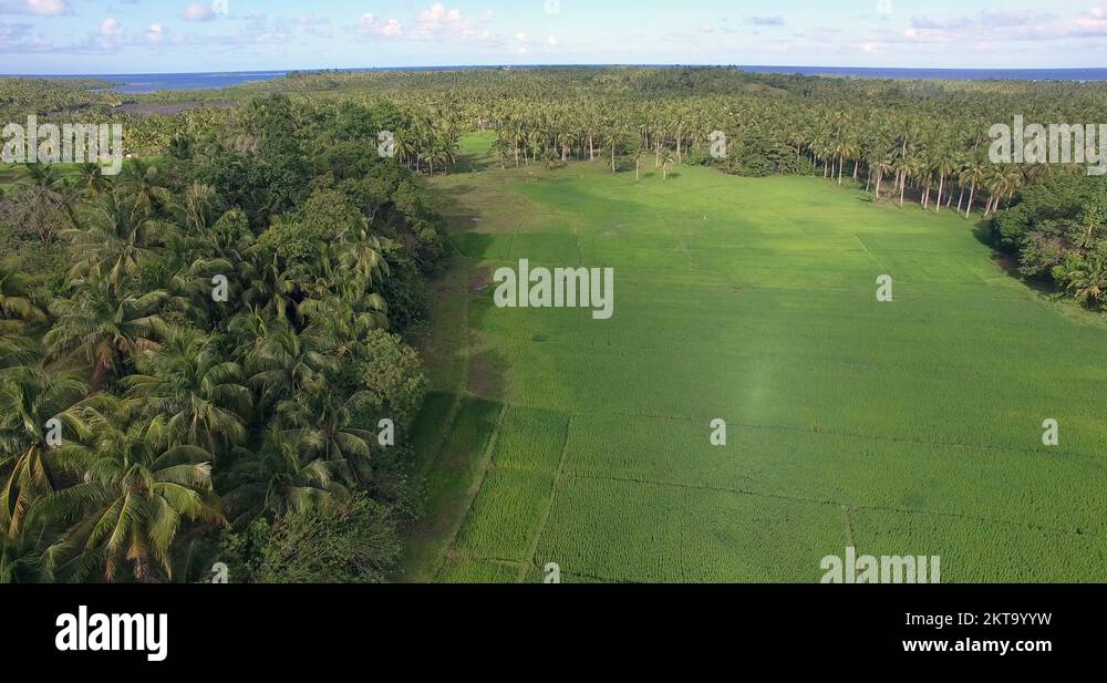 Aerial shot, flying down into lush rice field on Siargao Island ...
