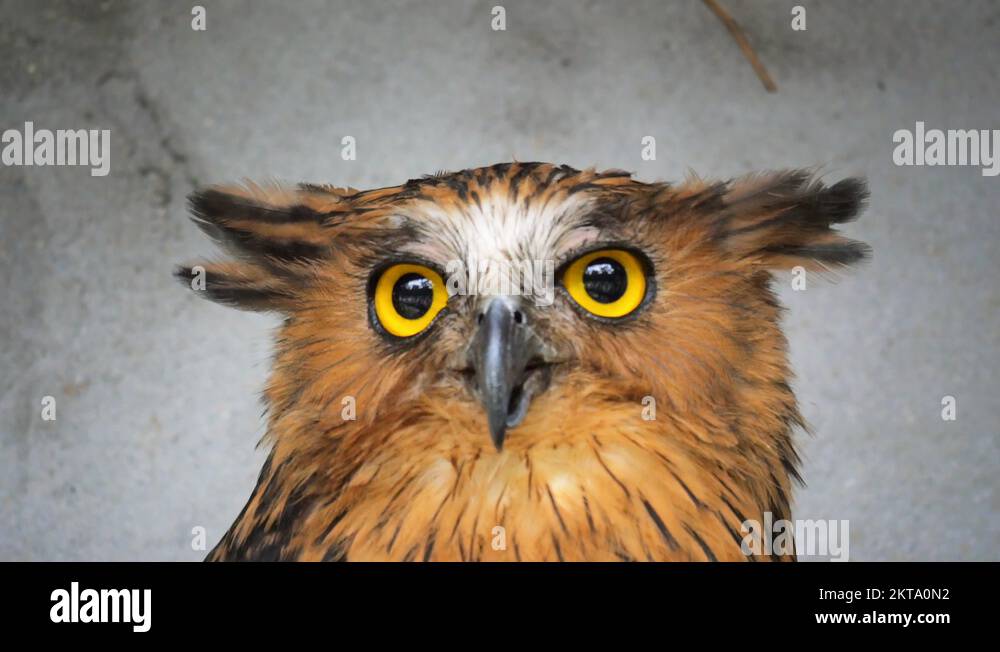 Buffy brown plumage Stock Videos & Footage - HD and 4K Video Clips - Alamy