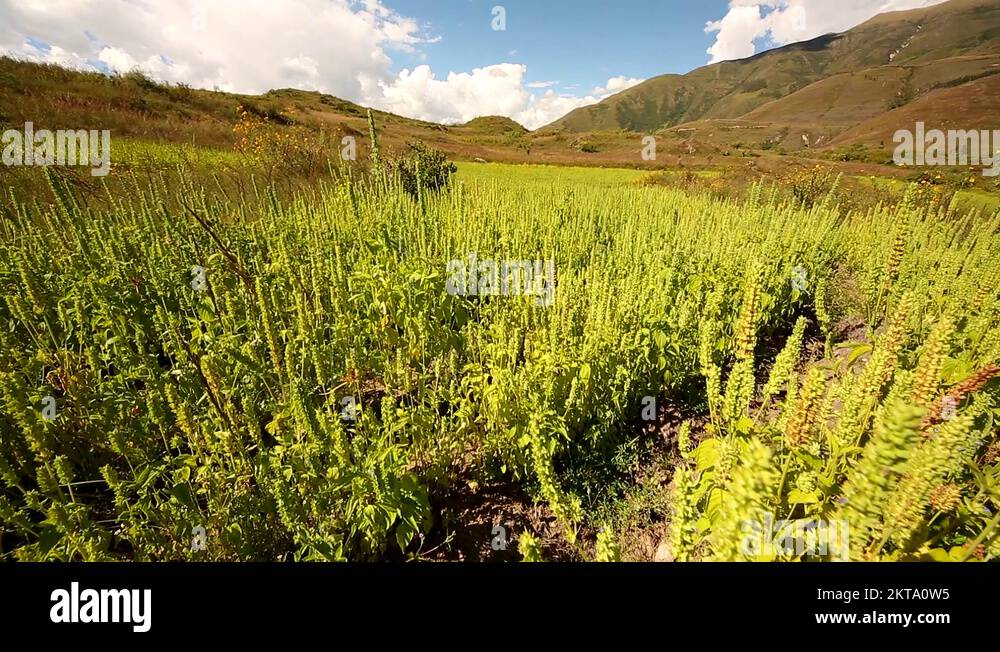 Chia plants Stock Videos & Footage - HD and 4K Video Clips - Alamy