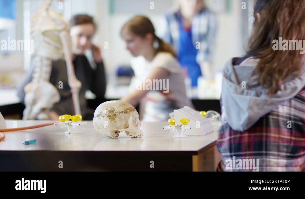 Biology students studying skeleton Stock Videos & Footage - HD and 4K ...