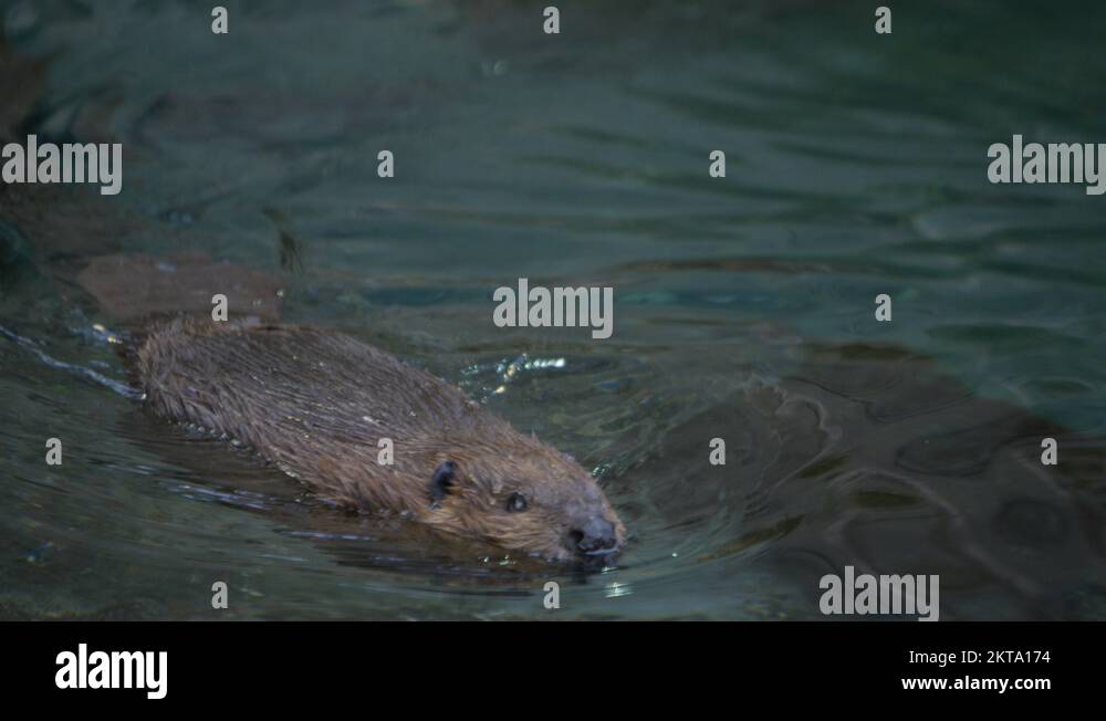 Beaver in natural habitat Stock Videos & Footage - HD and 4K Video ...