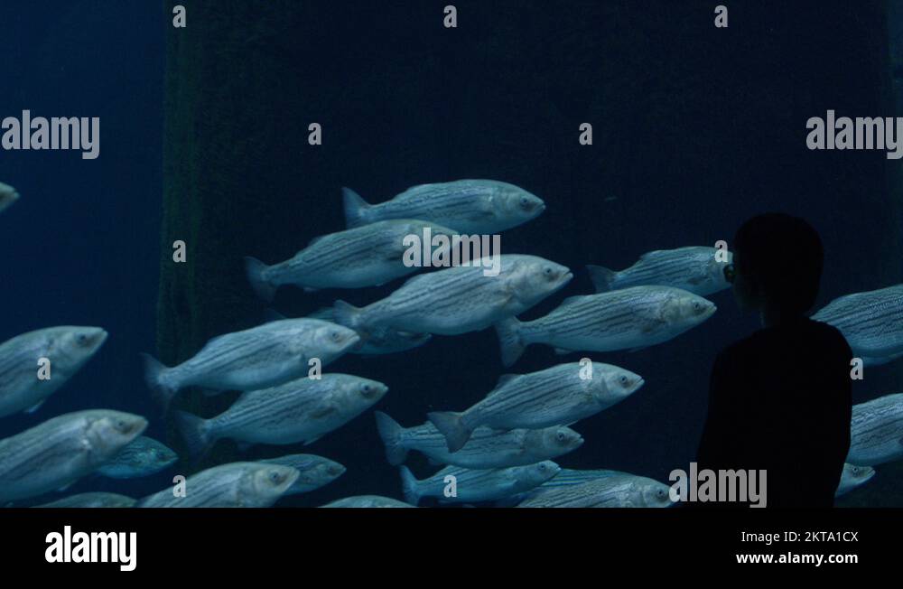 Learning about fish Stock Videos & Footage - HD and 4K Video Clips - Alamy