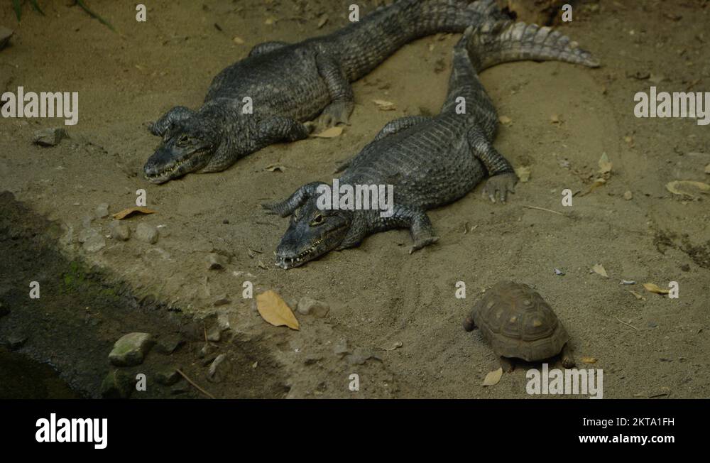 Caiman on beach Stock Videos & Footage - HD and 4K Video Clips - Alamy