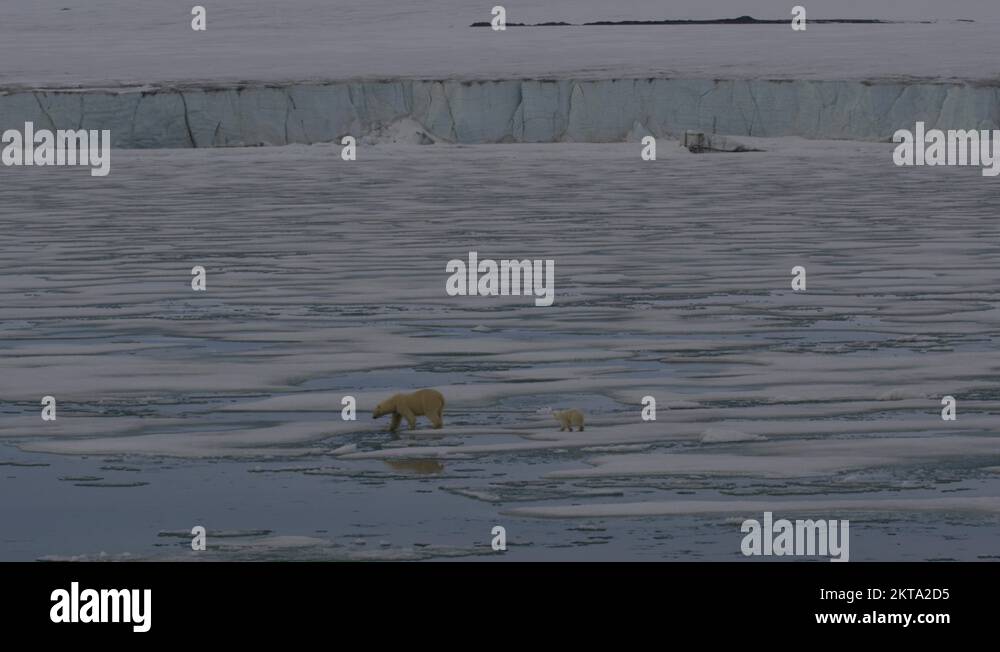 Wide shot polar bear and cub walk in the melting sea ice at base of ...