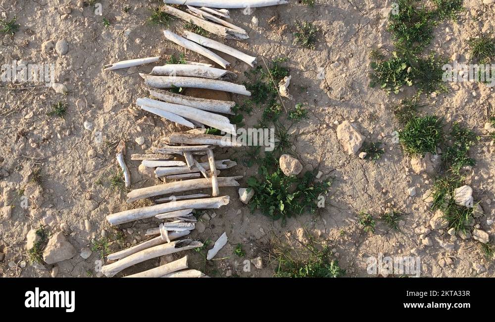 Mass shooting dead bodies Stock Videos & Footage - HD and 4K Video ...