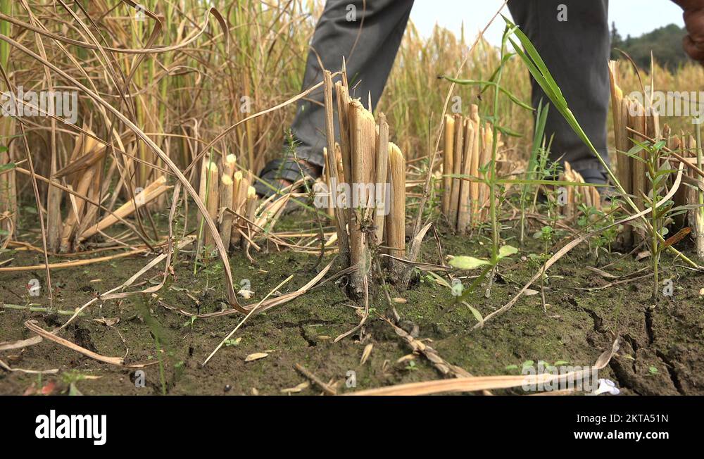 China agriculture rice people Stock Videos & Footage - HD and 4K Video ...