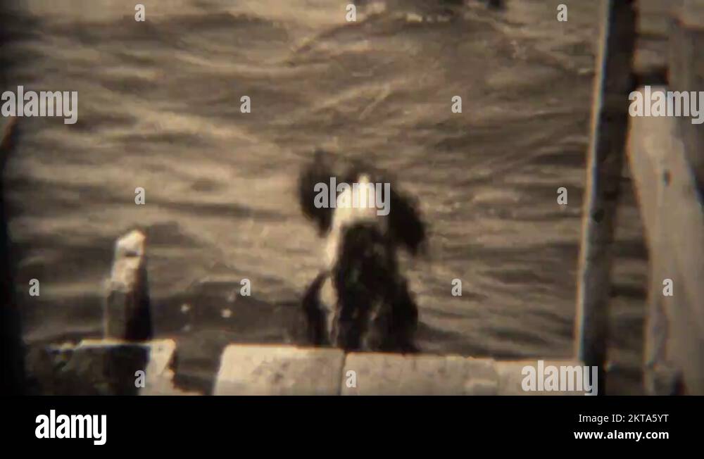 1936: Dog jumping off pier into lake water for a swim, regrets decision ...