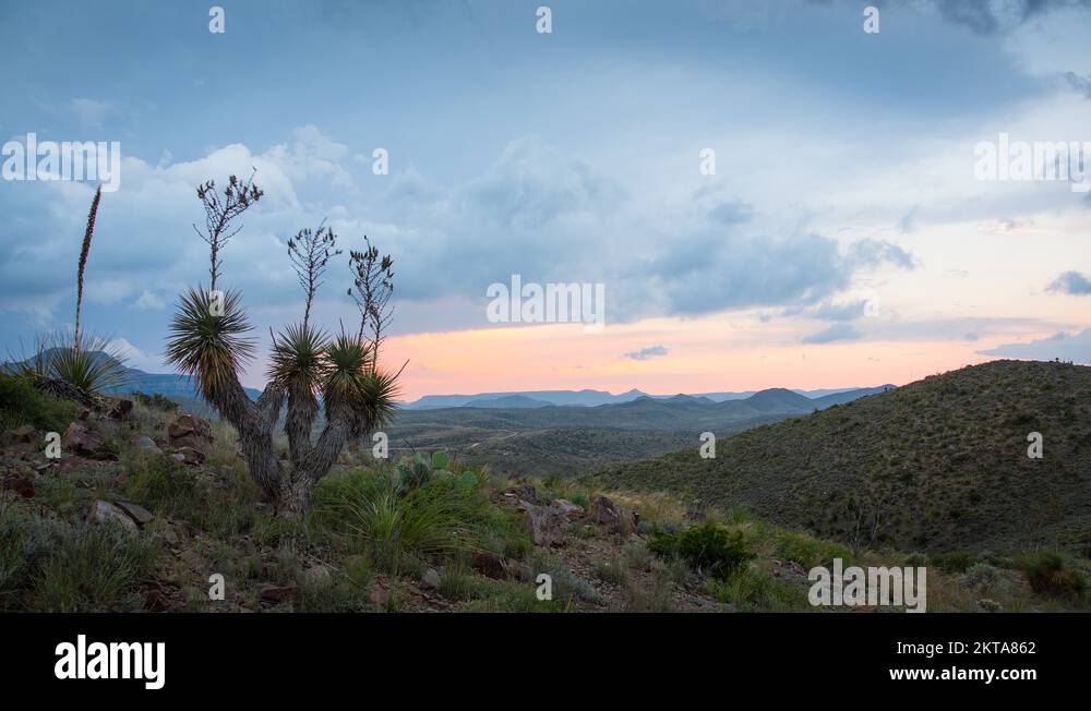 Texas yucca plants Stock Videos & Footage - HD and 4K Video Clips - Alamy