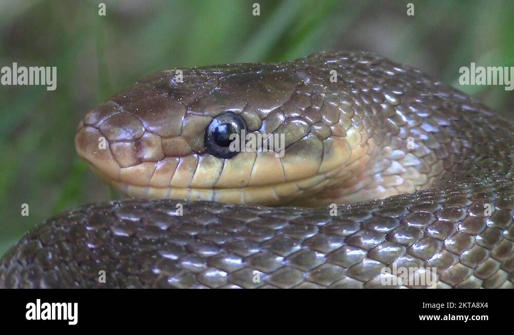 Detailed snake Stock Videos & Footage - HD and 4K Video Clips - Alamy