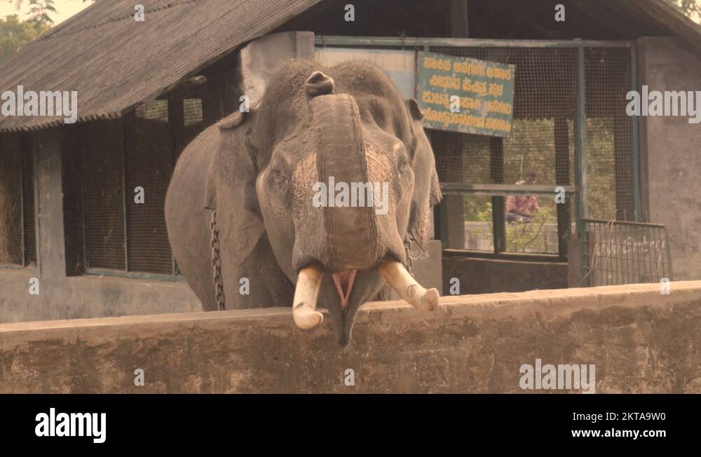 Angry elephant Stock Videos & Footage - HD and 4K Video Clips - Alamy