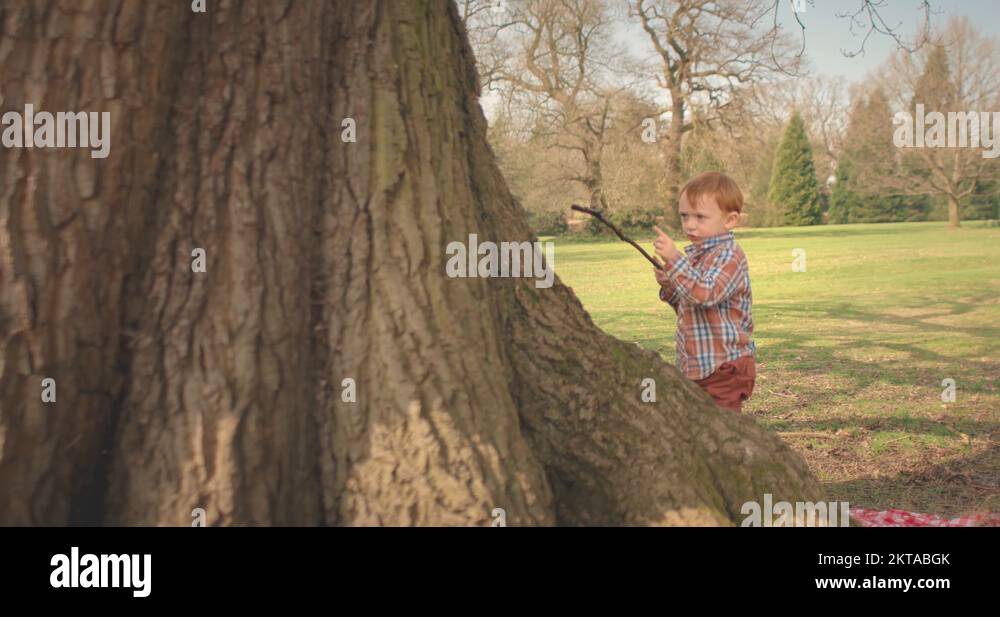 One tree stick Stock Videos & Footage - HD and 4K Video Clips - Alamy