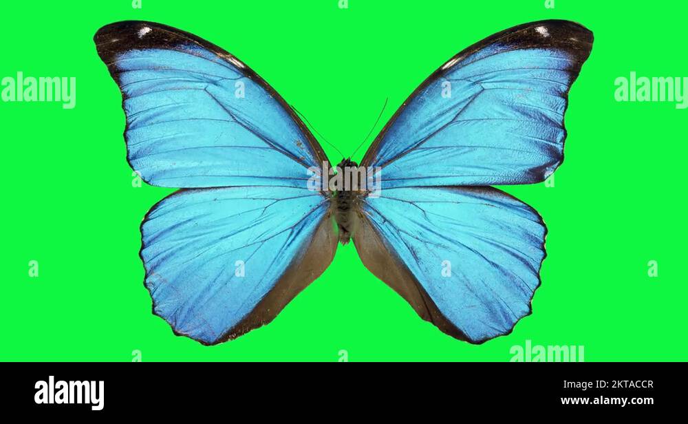 Blue butterfly animation green screen Spring butterfly's wing flight ...