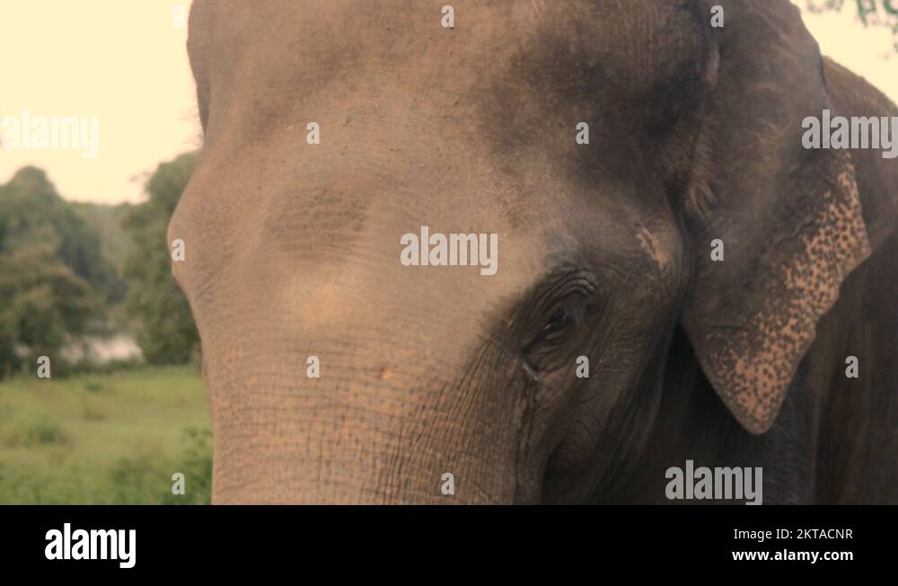 Sad elephant Stock Videos & Footage - HD and 4K Video Clips - Alamy