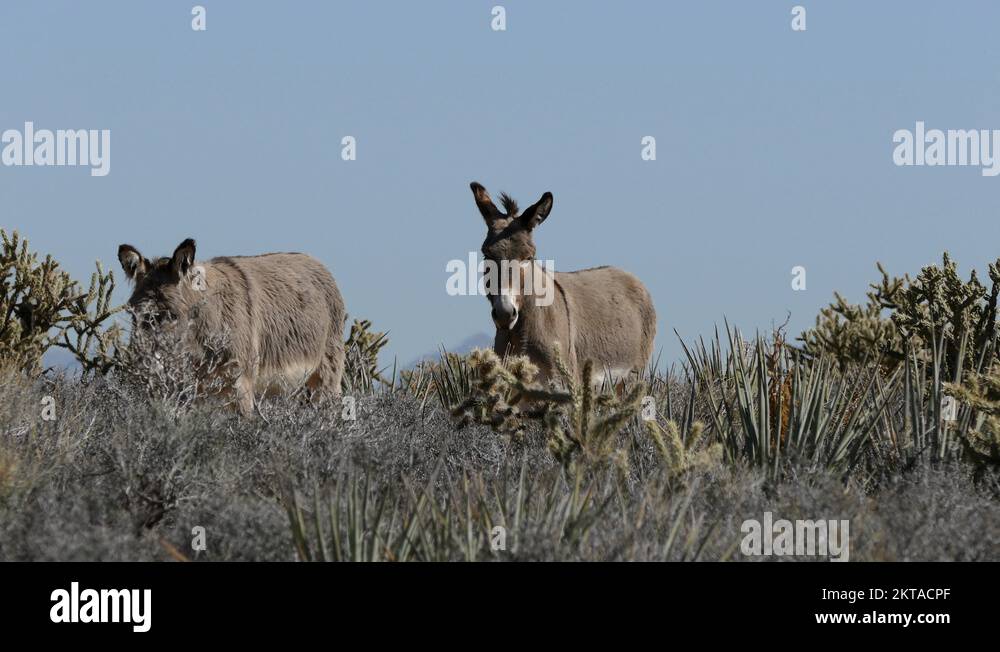 Mojave desert wildlife Stock Videos & Footage - HD and 4K Video Clips ...