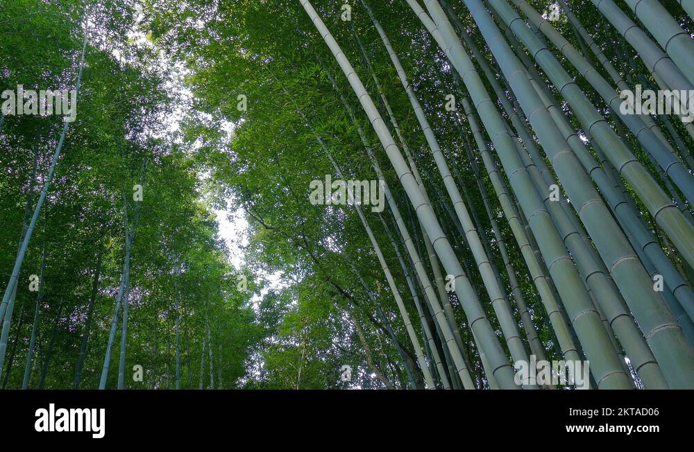 Bamboo grove kyoto Stock Videos & Footage - HD and 4K Video Clips - Alamy