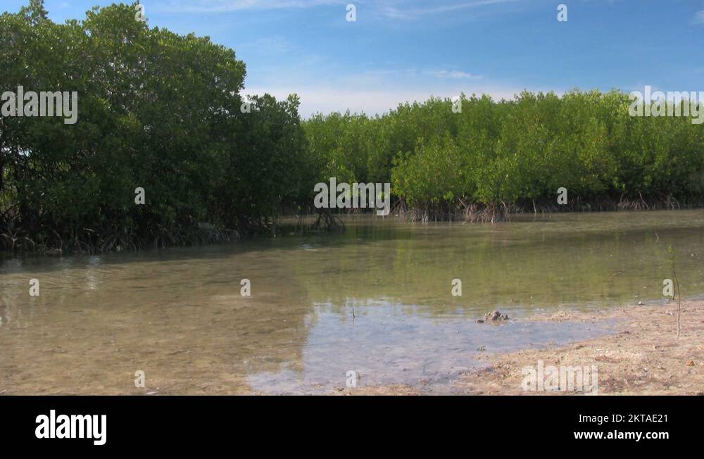 Mangrove trees on Bohol island in the Philippines during low tide Stock ...