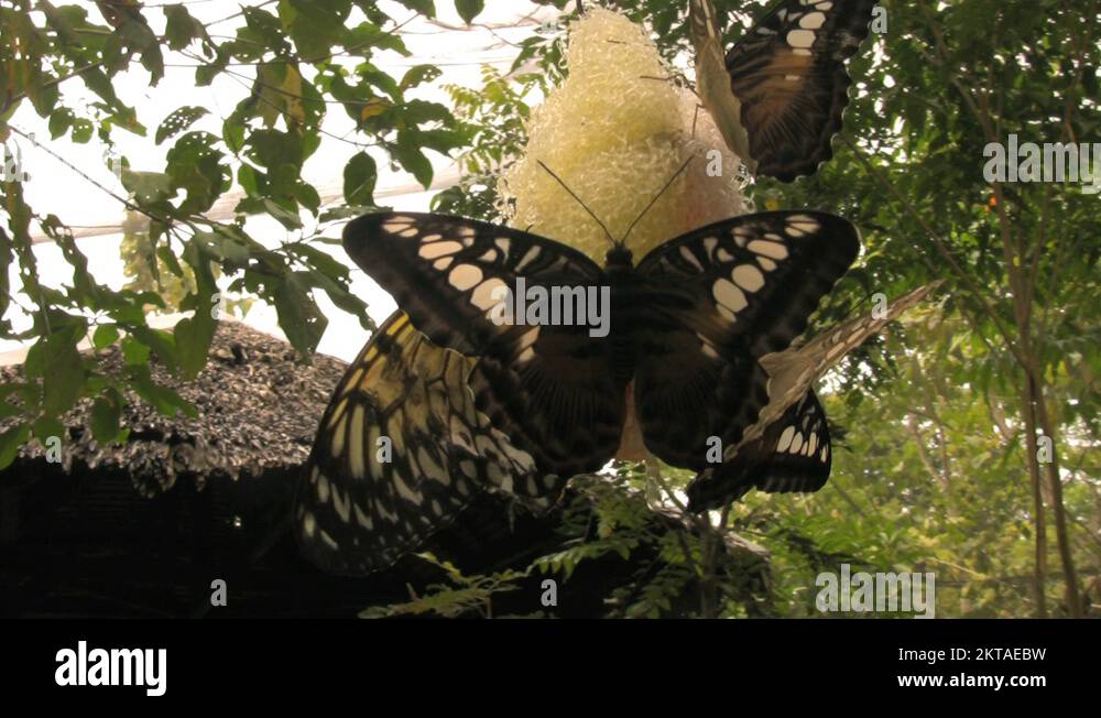Butterfly garden in the town Bilar on Bohol-Philippines Stock Video ...