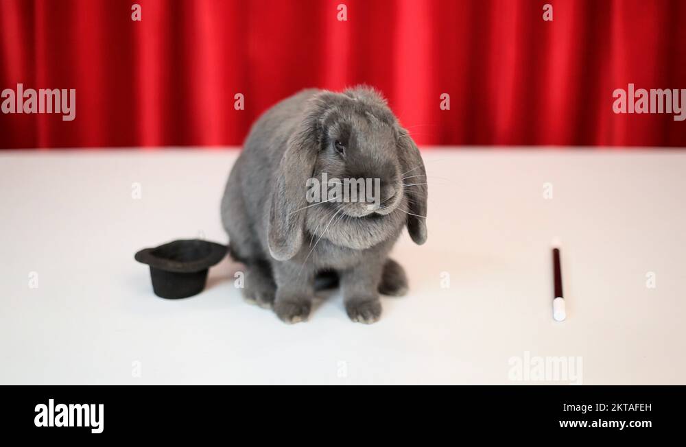 Pet show rabbit Stock Videos & Footage - HD and 4K Video Clips - Alamy