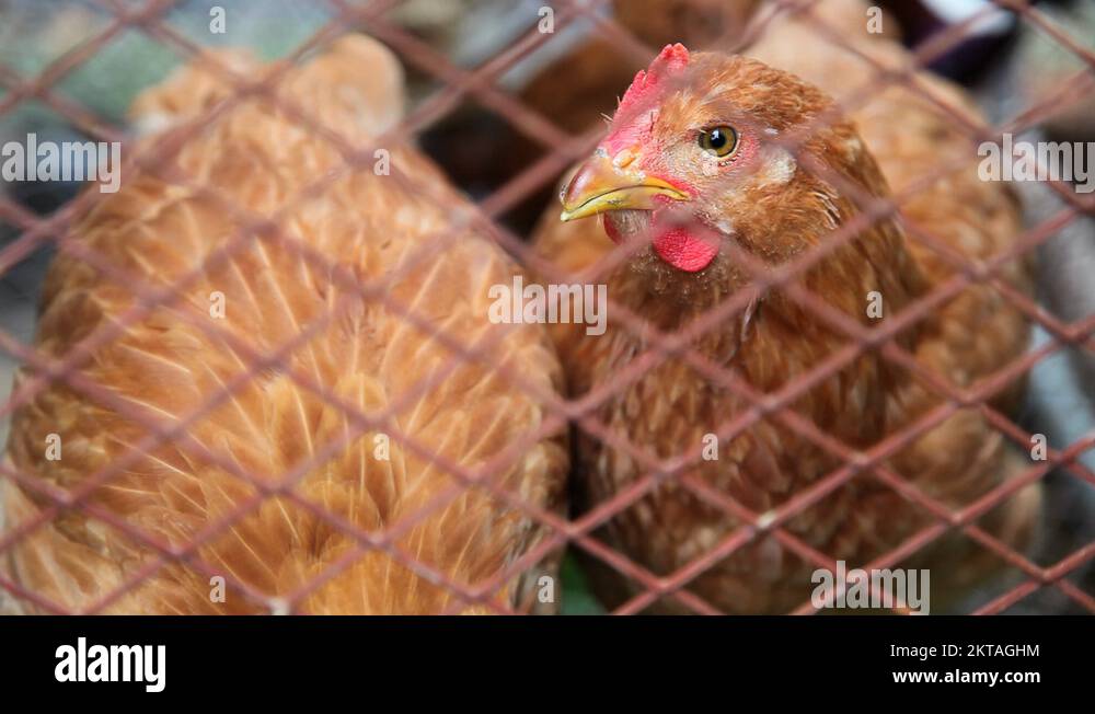 China hen Stock Videos & Footage - HD and 4K Video Clips - Alamy