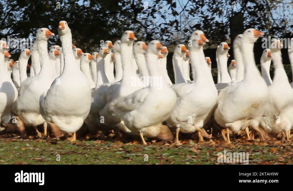 Running geese Stock Videos & Footage - HD and 4K Video Clips - Alamy